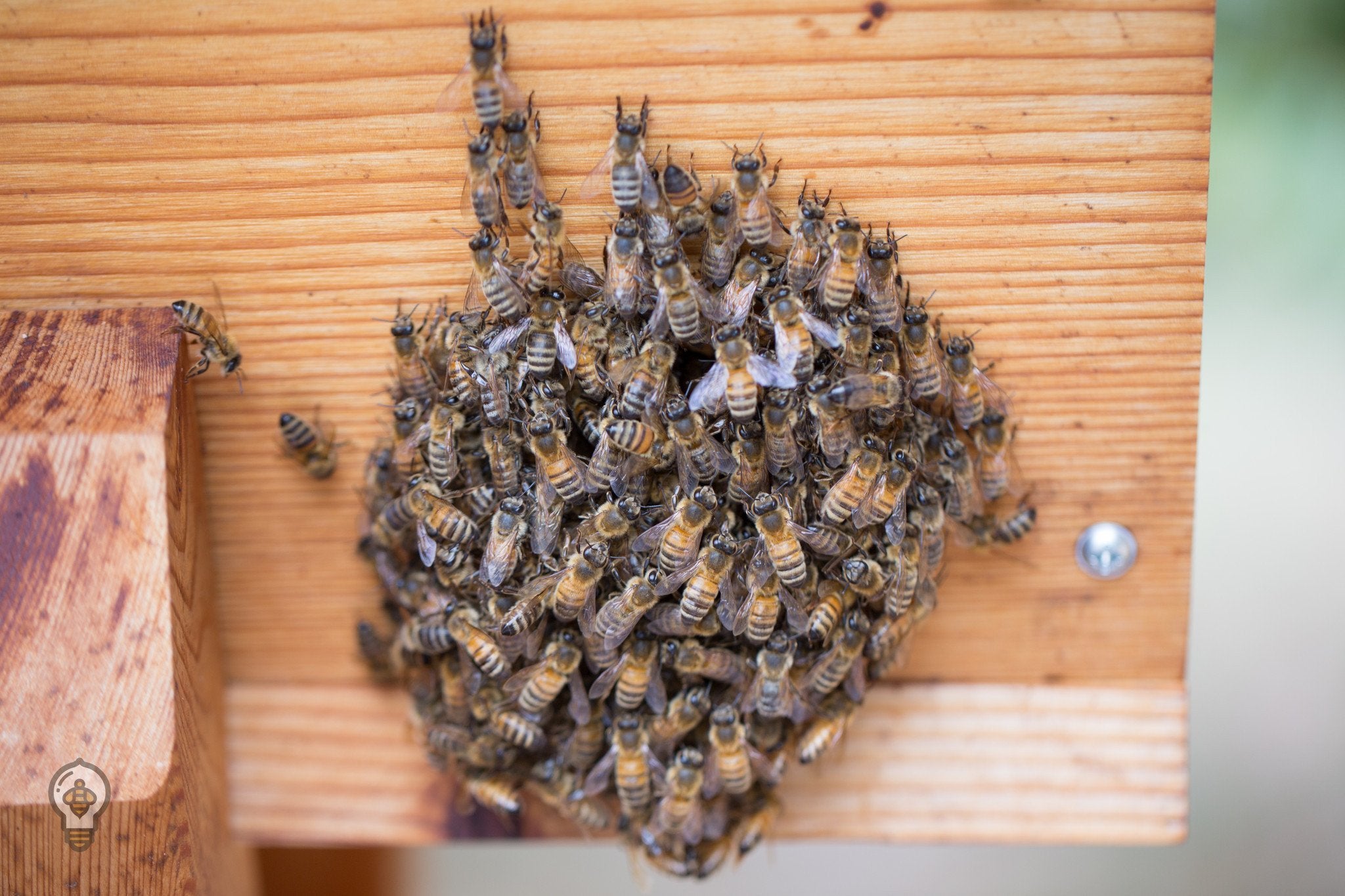 The Basics of Bearding – BeeBuilt