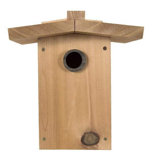 Designing the Perfect Birdhouse – BeeBuilt