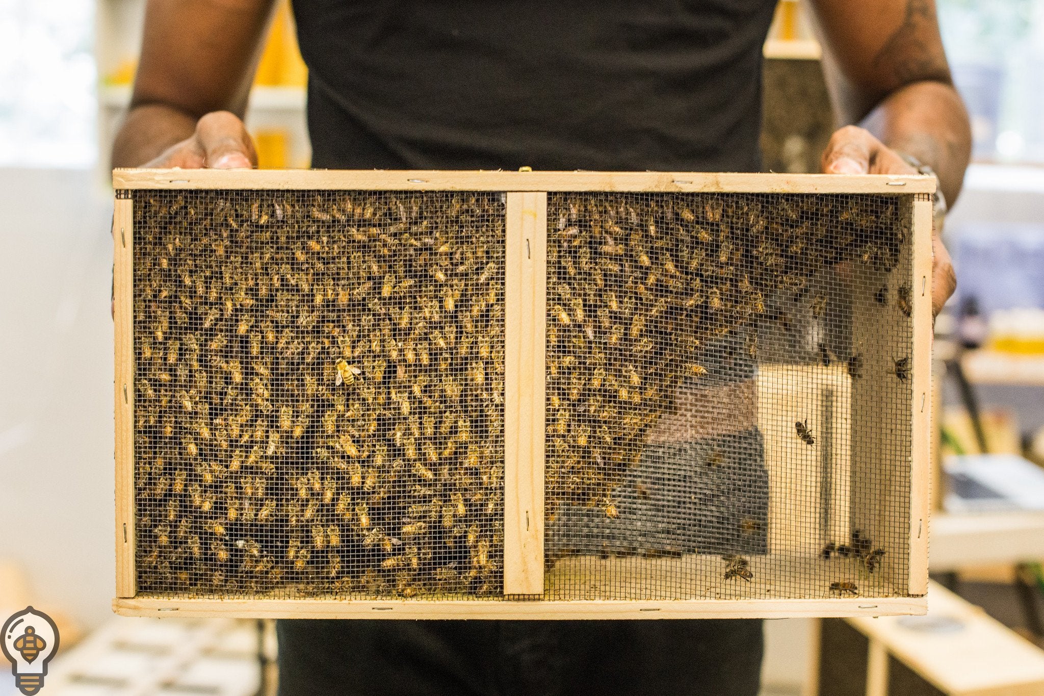 Learn About Our Bee Packages – BeeBuilt