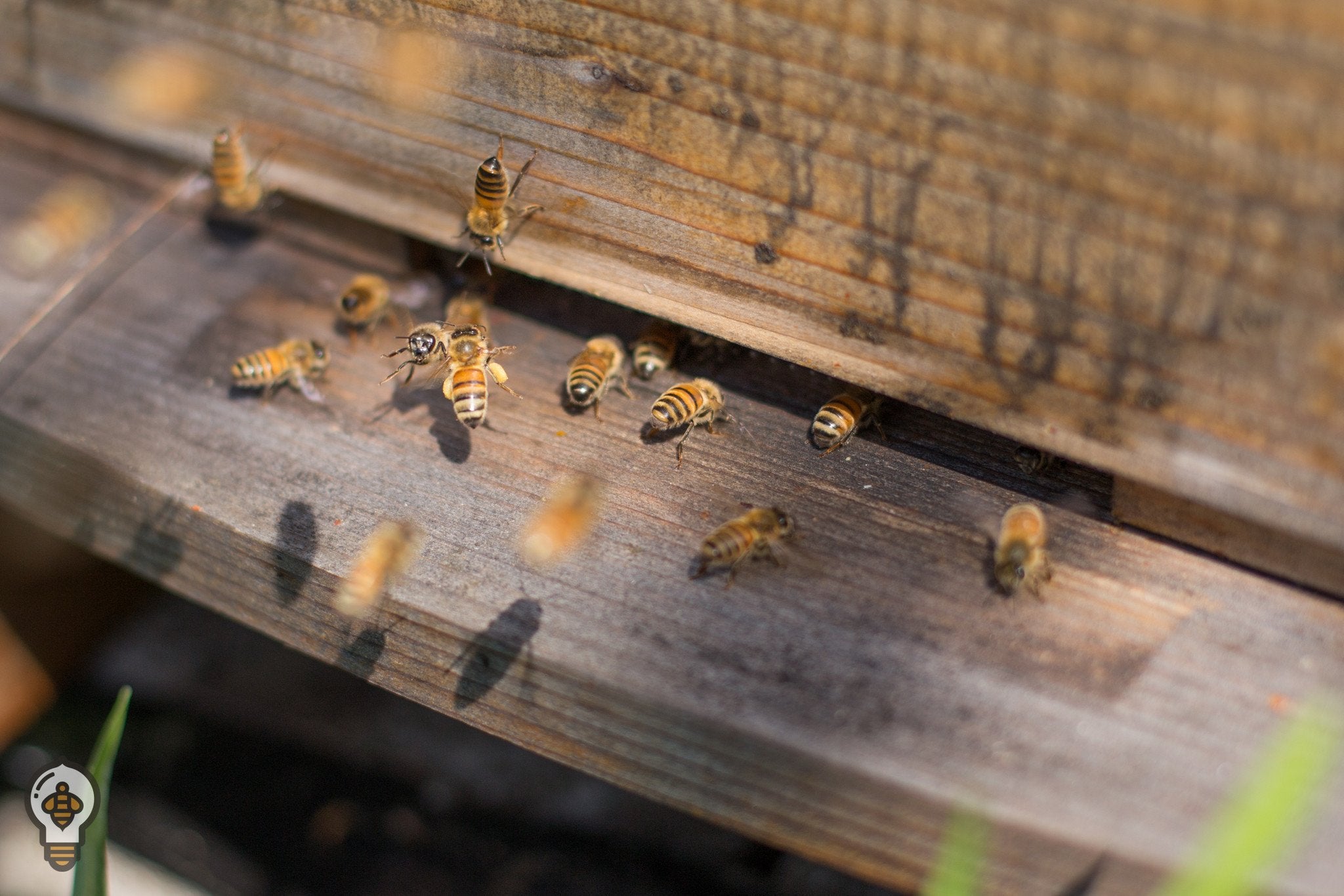 Solid Vs. Screened Bottom Boards: Which Is Right for You? – BeeBuilt