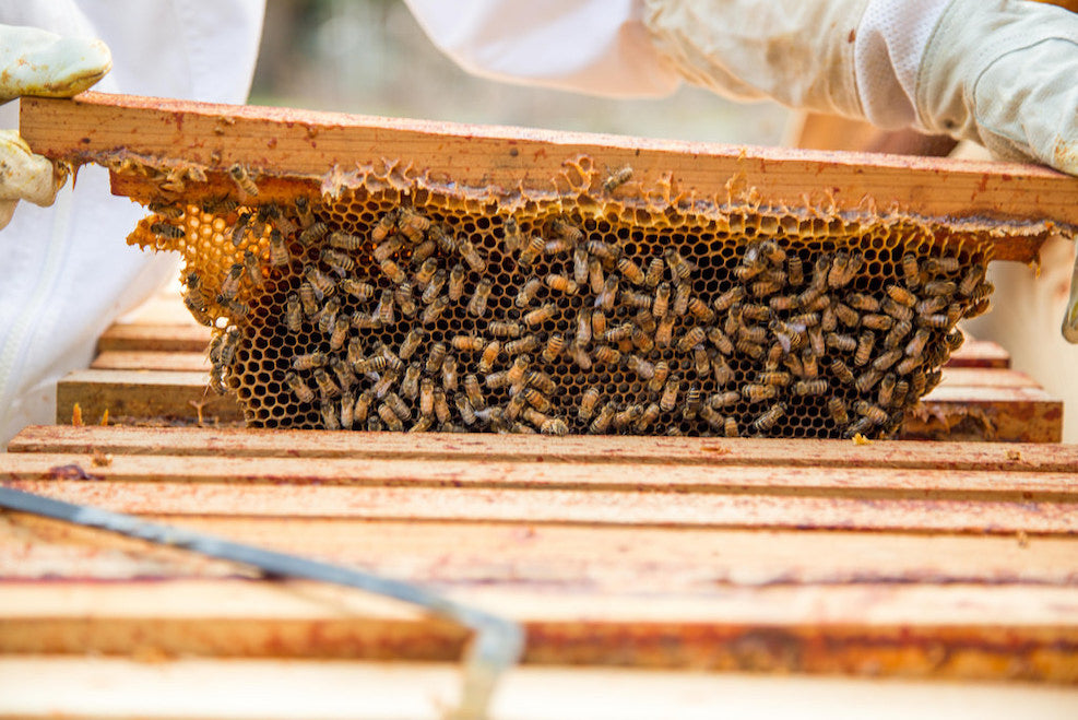 Big Changes at Bee Built – BeeBuilt