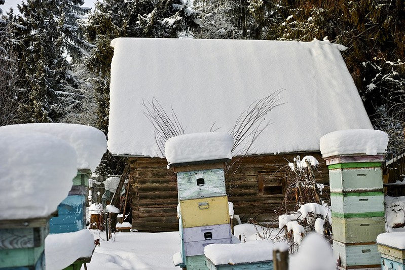 Late Winter Tips: Help Your Bees Through the Home Stretch – BeeBuilt