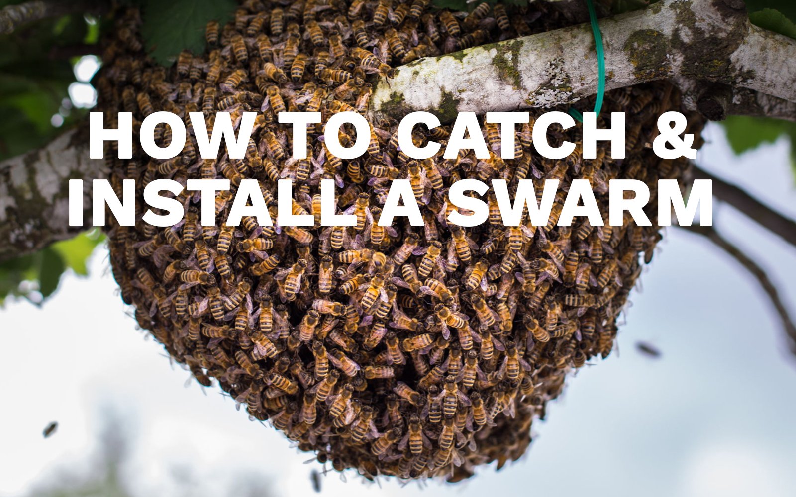 How to Catch and Install a Swarm – BeeBuilt